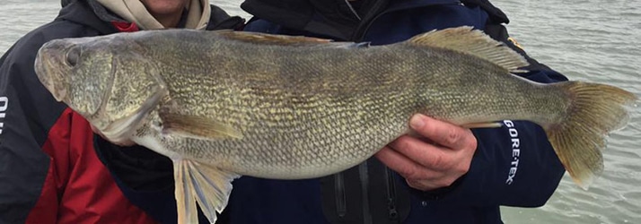 Detroit River Walleye Guide - Trophy Walleye Guide